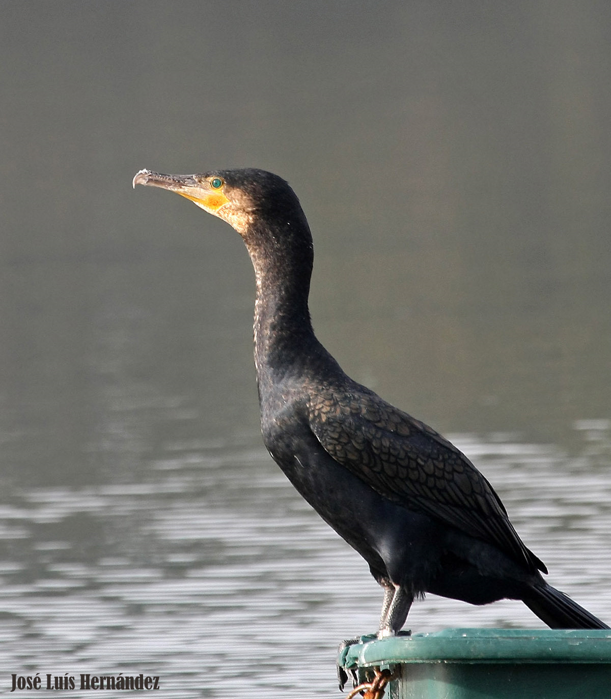 HEGAZTIKLIK: CORMORÁN GRANDE (Phalacrocorax carbo)