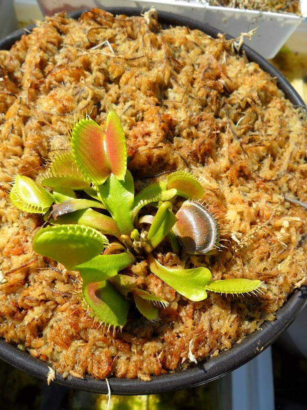 Post Dormancy 2013 (Updated 6/19/13) - FlyTrapCare Forums
