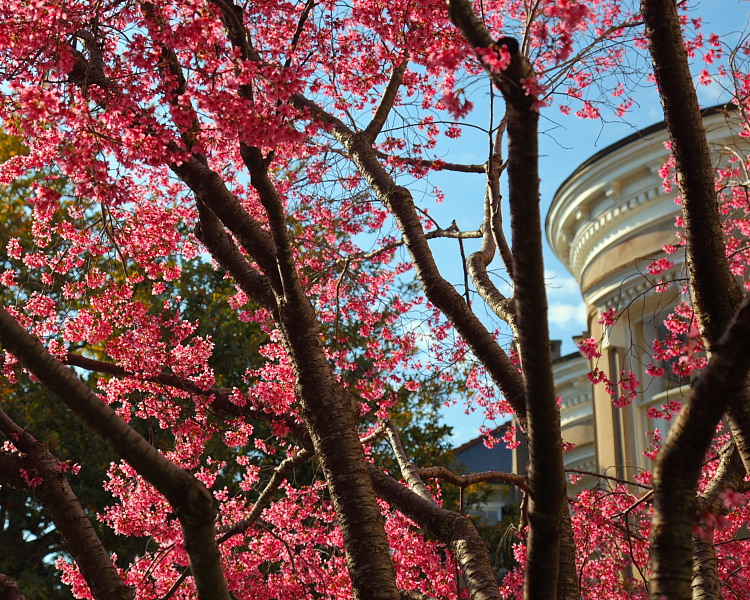 Doug's Photo Blog: A Stroll Through Early Spring In Charleston