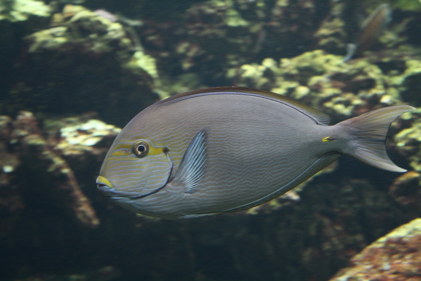 GREAT LAKES LIVING: Big fishies and little fishies and TURTLES!