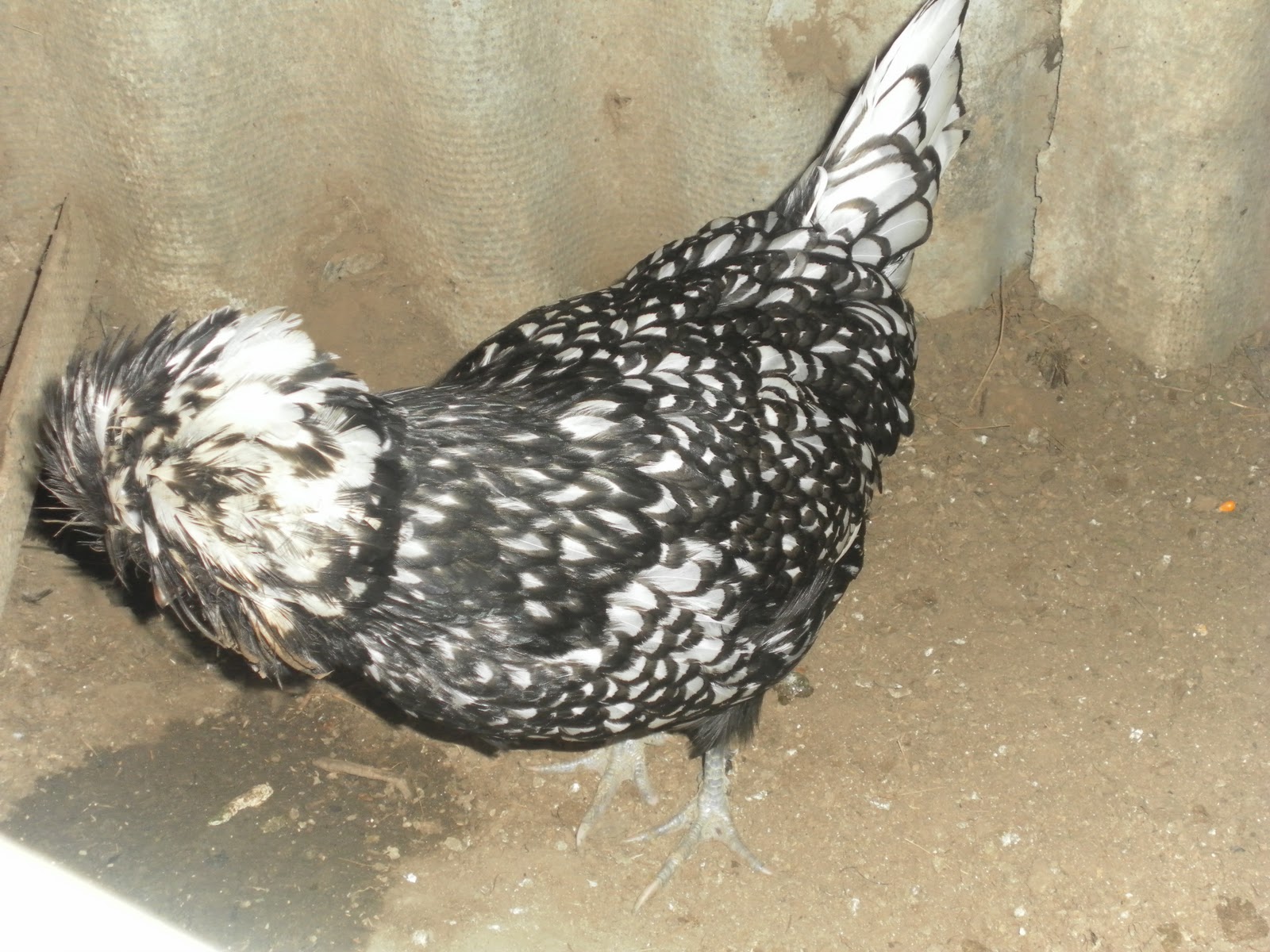 Gallinas De Raza: Mis gallinas