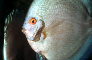 aquapets: BOLILE PESTILOR SI TRATAMENTELE ADECVATE