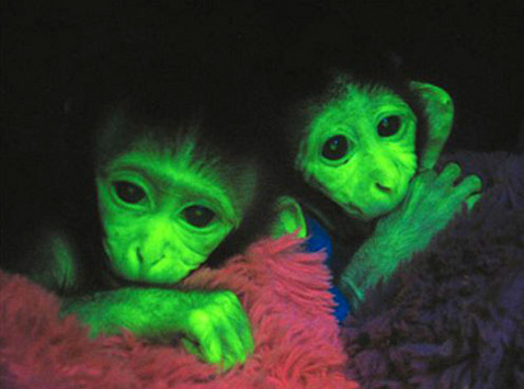 Insomniac Living: Transgenic, Glowing Animals
