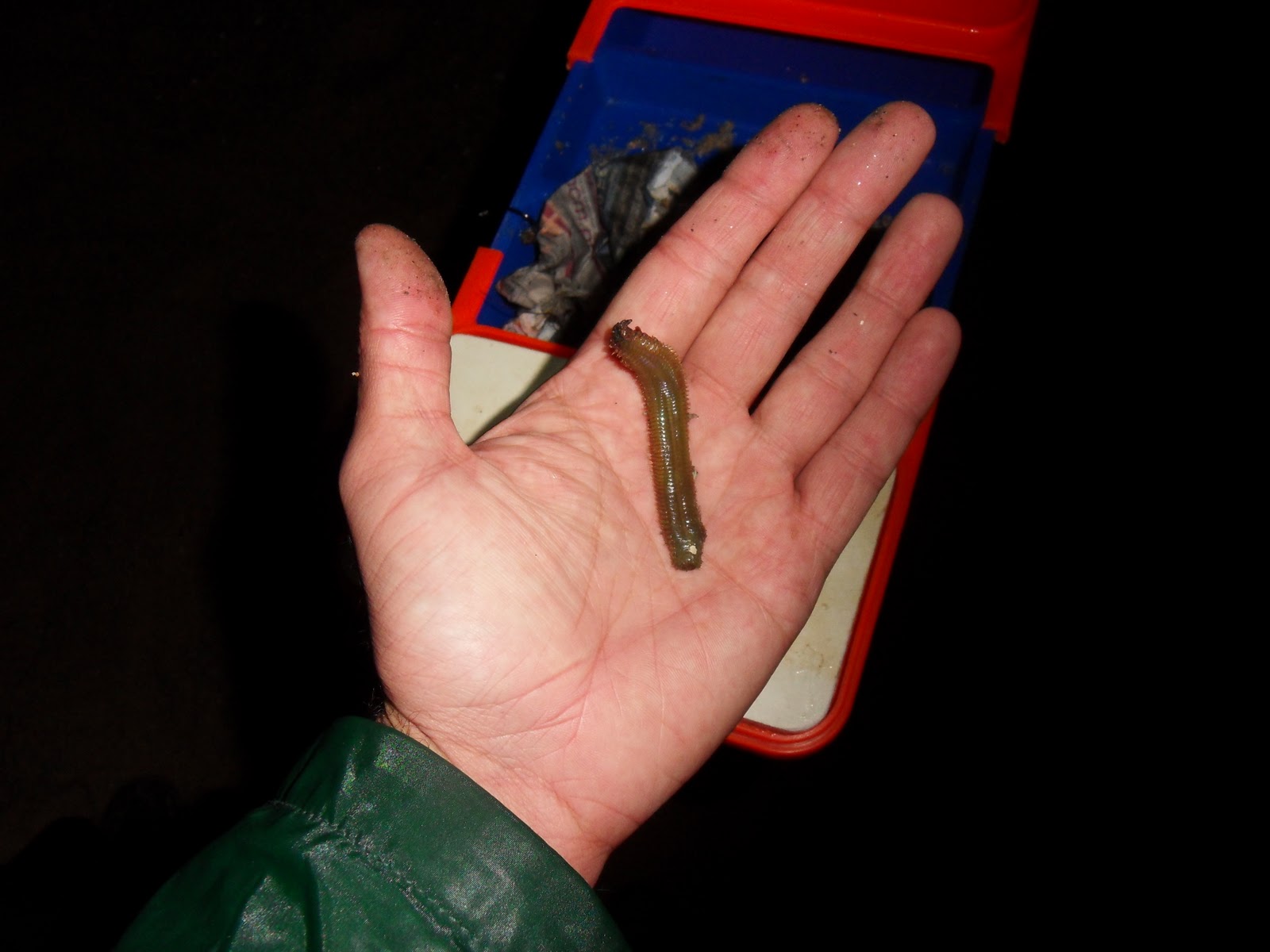 GANG SURFCASTING: Casulo