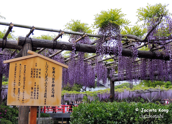 Fuji Matsuri (Wisteria Festival) at Kameido Tenjin Shrine 「亀戸天神社 ...