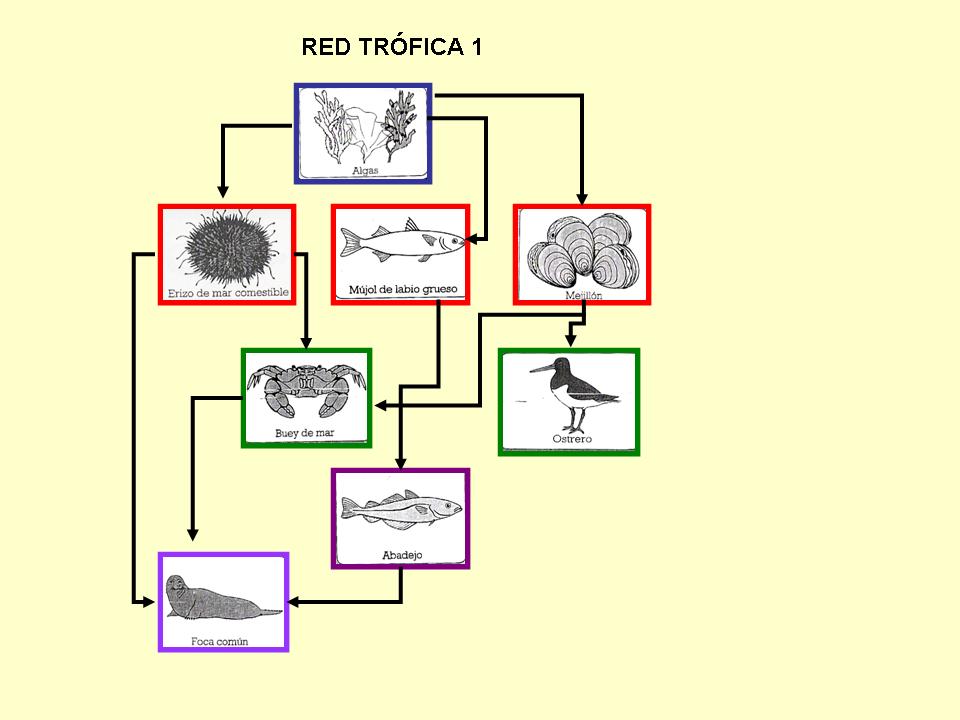 CIENCIAS NATURALES 2º ESO: Redes tróficas mágicas