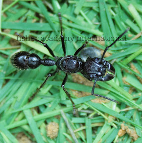 Fisher Academy International ~ Teaching Home: Izula - Bullet Ant ...