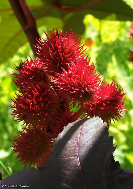 FOUILLIS DE FLEURS & FATRAS DE FEUILLES: Fleur surnommée « Boule rouge ...