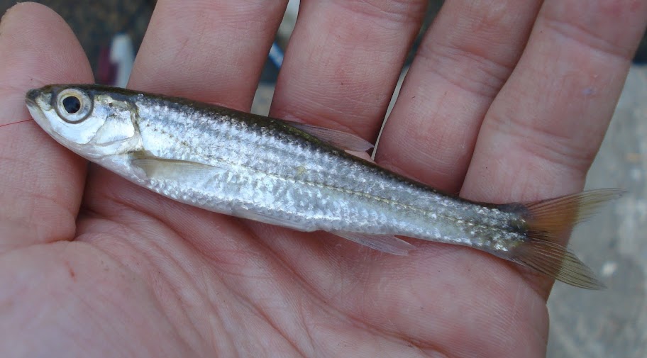 Golden Shiner Juvenile