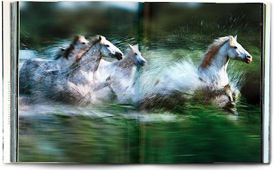 Steve Bloom - O Fotógrafo do Selvagem | Nascida em Versos