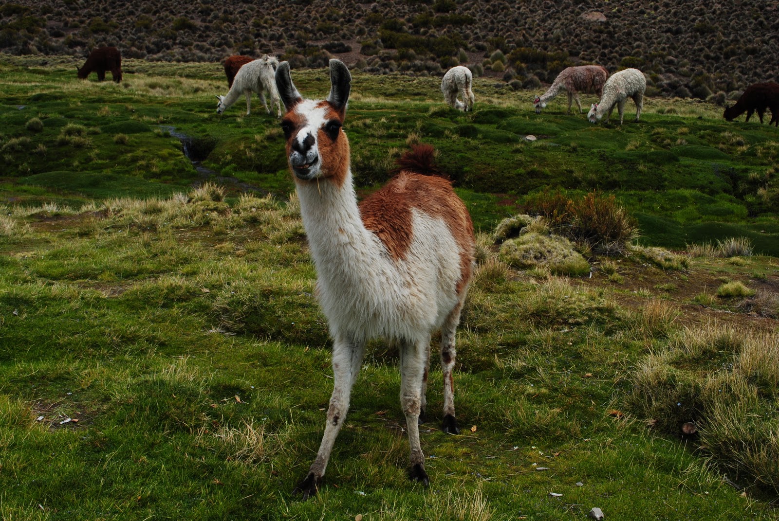 Struan and Anna in Chile: Travels in North Chile, and the Chilean and ...