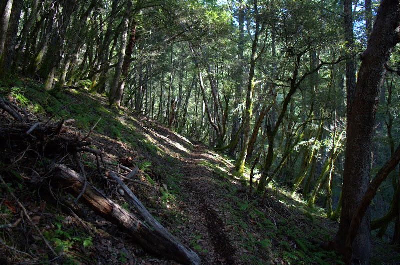 Cook and Green Loop ( S Oregon) 31-Jan-2015 - Oregon Hikers