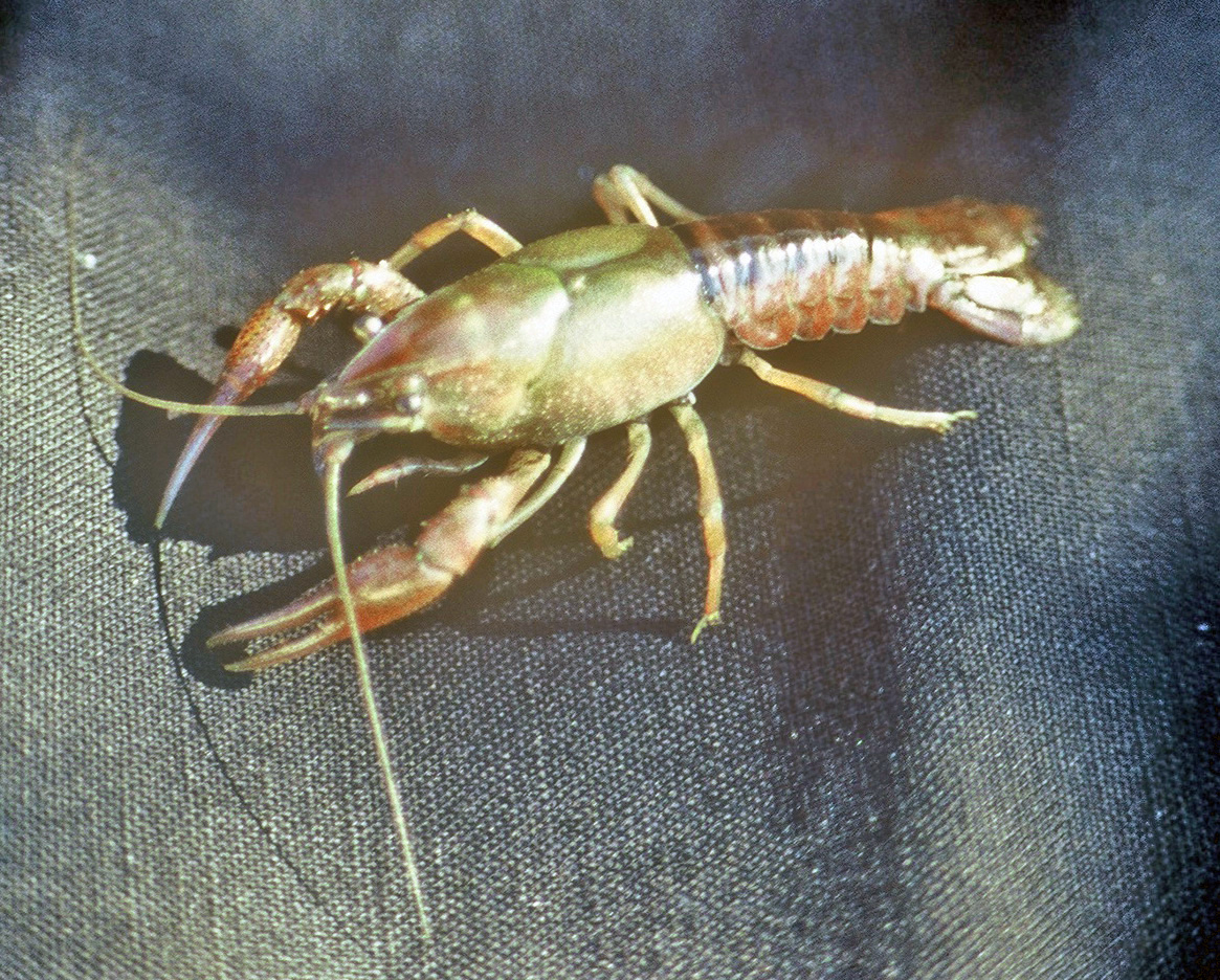Outdoor Guide Magazine Writer's Blog: CRAYFISH - THE MIDWEST'S BEST BAIT