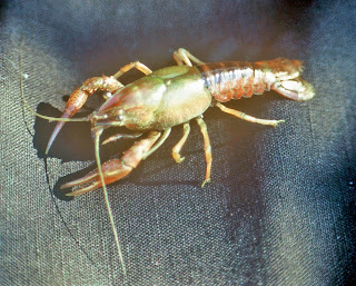 Outdoor Guide Magazine Writer's Blog: CRAYFISH - THE MIDWEST'S BEST BAIT