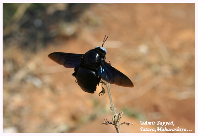 Wild Animals Of India