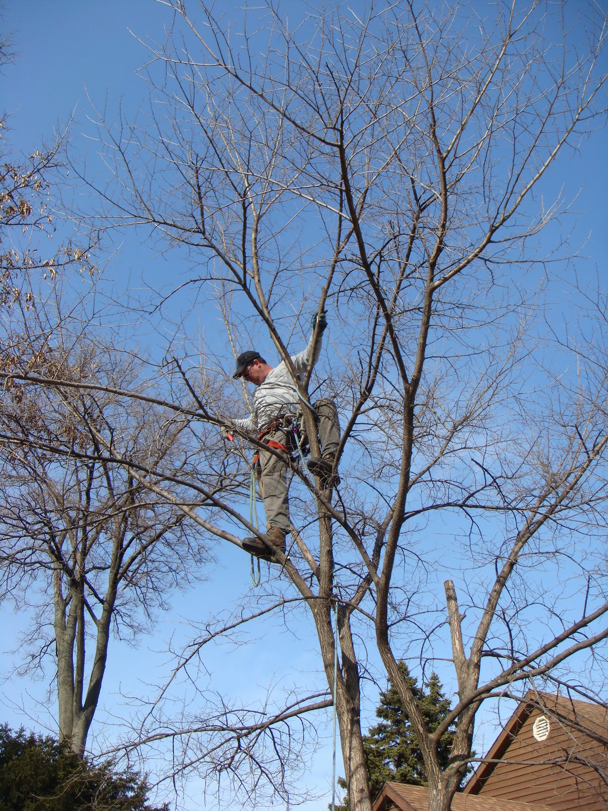 Fearless Gardening: Pruning Dave the Elm