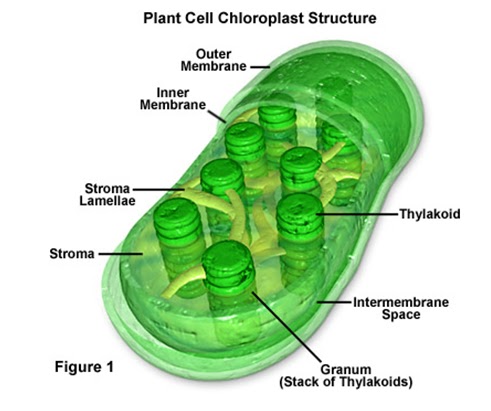 Leaf Universal: Klorofil