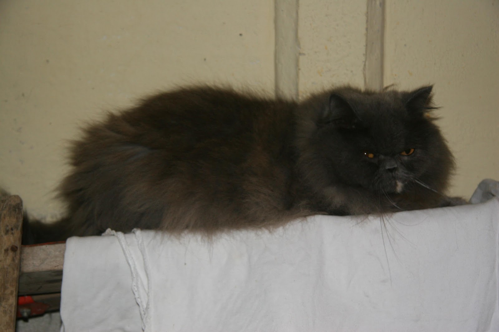 Persas e Himalayas de Costa Rica: Gatos