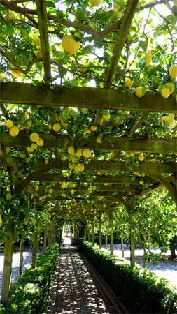 The Sunny Raw Kitchen: Walking in Beauty at Lotusland