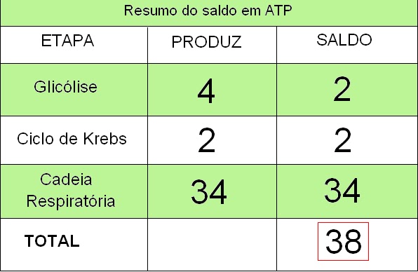 Respiração Celular: ATP