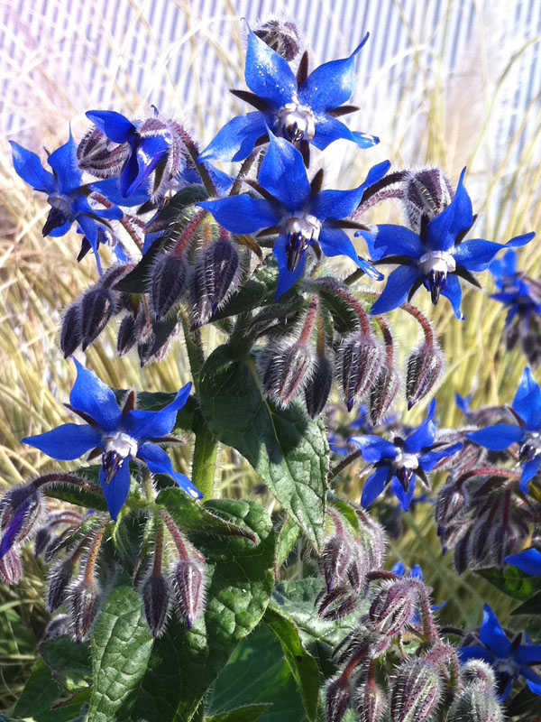 Pennsylvania Street Gardens: Plant profile: Borago officinalis