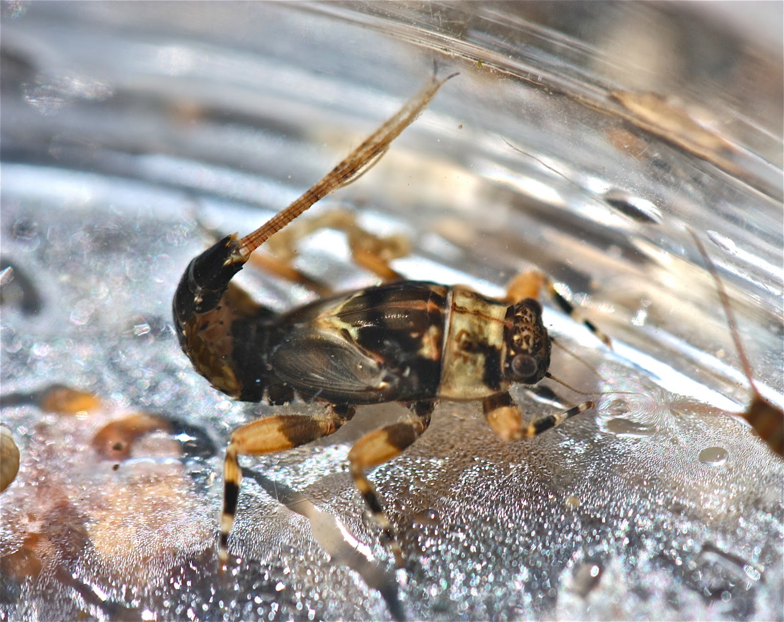 Aquatic Insects of Central Virginia: The Rapidan River: Insects that ...