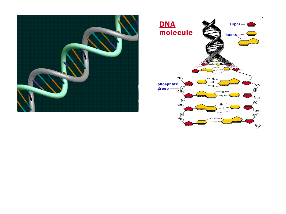 Modifikasi Genetik | Rochem WordPress