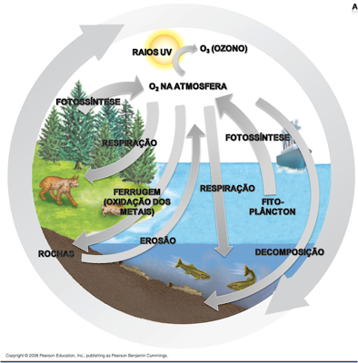 cienciasblog: 8.º Ano - Ciclo do Oxigénio