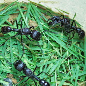 Fisher Academy International ~ Teaching Home: Izula - Bullet Ant ...