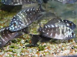 FreshwaterOrnamentalFish: Duboisi Cichlid ( Tropheus Duboisi)