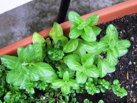 Senior Almada: Ervas Aromáticas mais usadas em Portugal