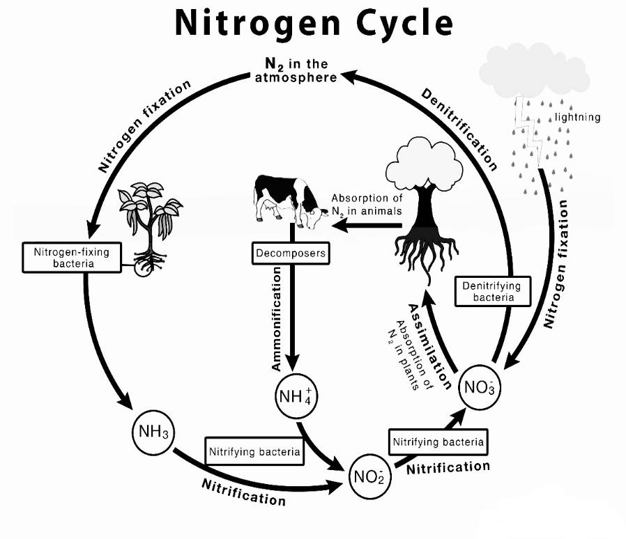 Schematic Representation Of Nitrogen Cycle Nitrogen Cycle Di Schematic Representation Of Nitrogen Cycle Nitrogen Cycle Di