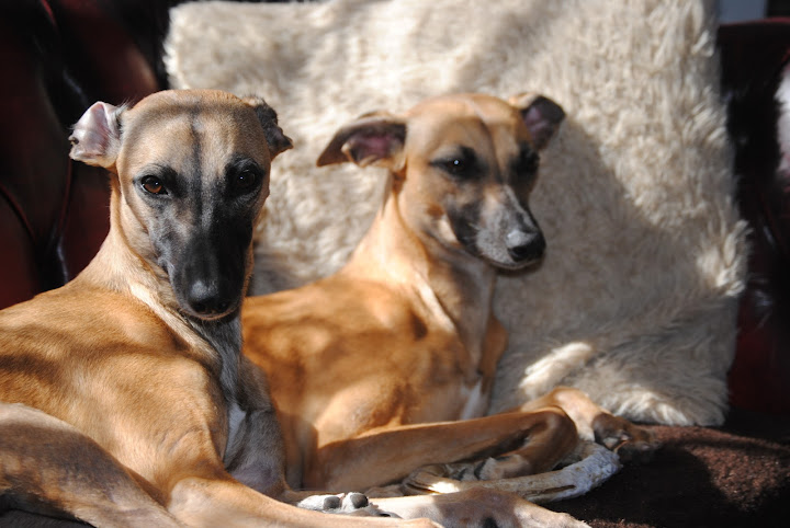 Marakaya´s Whippets: Nieuws