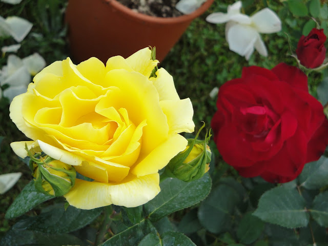 I colori di Roma – The Colosseum Blog