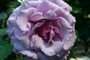 using it all up: Mable's Roses