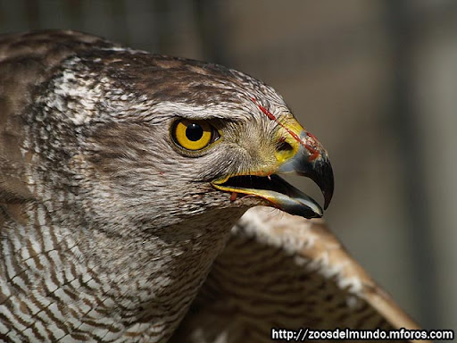 Zoos del Mundo - Gavilanes y azores (Accipiter spp.) - Fotografia