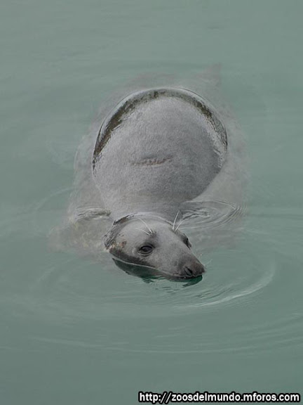 Zoos del Mundo - Howth (Dublín, Irlanda): Focas grises y aves marinas ...