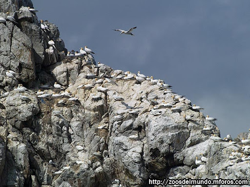 Zoos del Mundo - Howth (Dublín, Irlanda): Focas grises y aves marinas ...