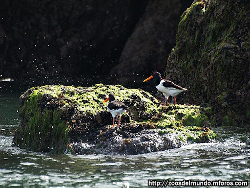 Zoos del Mundo - Howth (Dublín, Irlanda): Focas grises y aves marinas ...