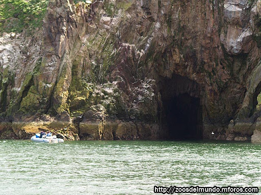 Zoos del Mundo - Howth (Dublín, Irlanda): Focas grises y aves marinas ...