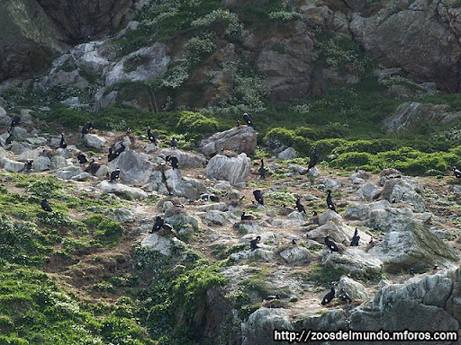 Zoos del Mundo - Howth (Dublín, Irlanda): Focas grises y aves marinas ...