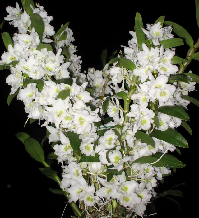Den. Spring Dream 'Apollon' | Slippertalk Orchid Forum