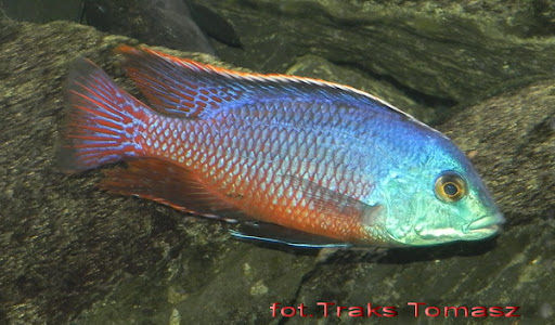 Protomelas Taeniolatus Red Empress