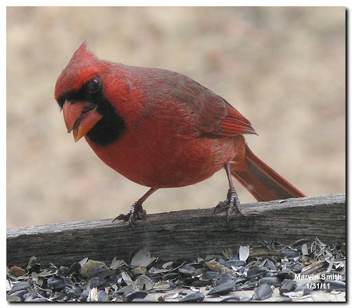 Nature in the Ozarks: Northern Cardinal (Cardinalis cardinalis)
