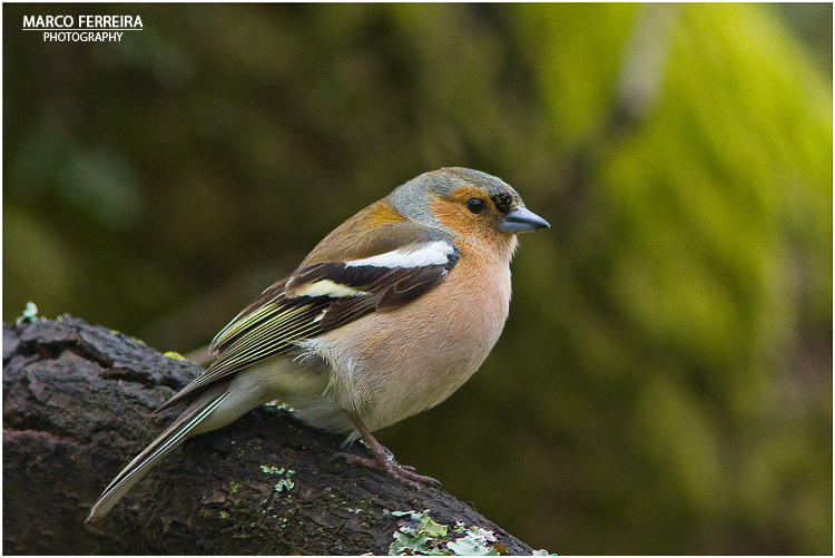 Aves: Tentilhão-comum (Fringilla coelebs) __ SANTO TIRSO