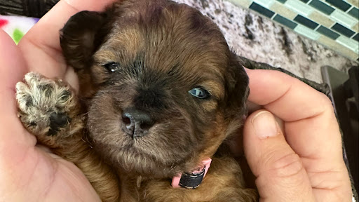 Arizona Mini Shih-Poo Puppies - Shih-Poo Puppy Sales