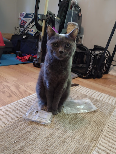 Kitty Revolution in Lakeville, Minnesota - Zaubee