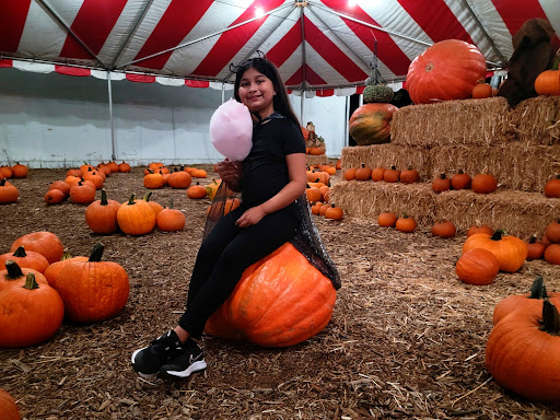 Advent Pines Pumpkin Patch And Christmas Tree Lot in Arcadia ...