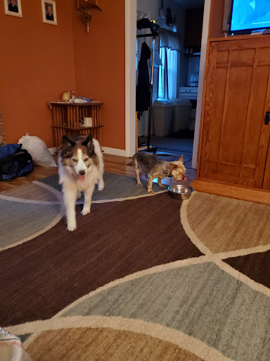 Clark County Humane Society - W3926 WI-73, Neillsville, Wisconsin - Zaubee