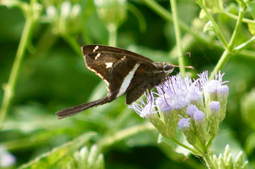 Nature Preserve «McAllen Nature Center», reviews and photos, 4101 U.S ...
